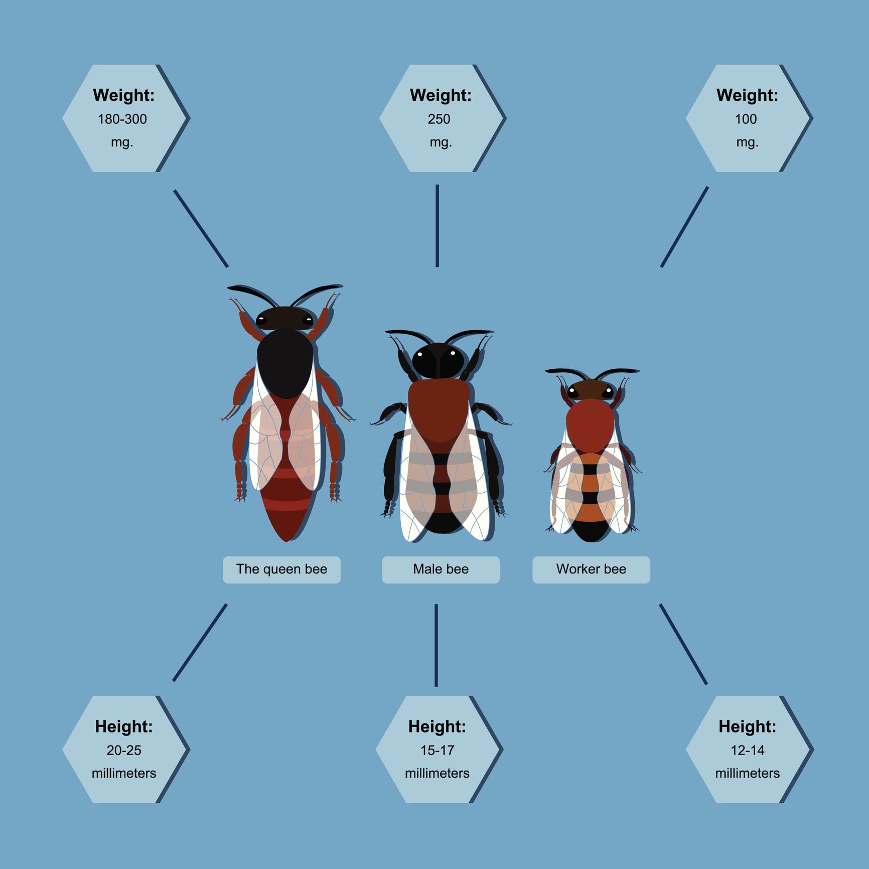 bee queen size comparison